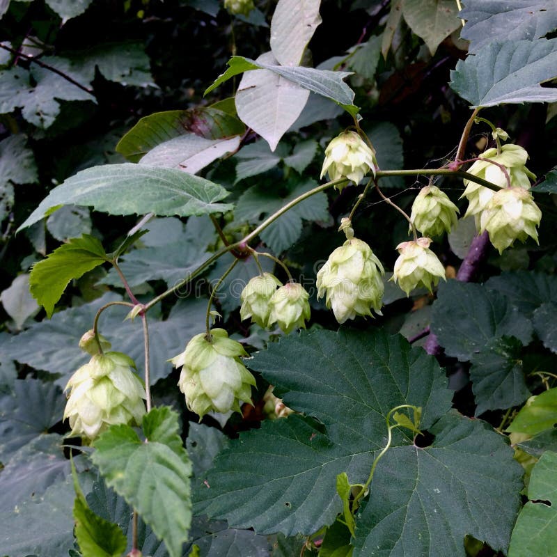 Germogli Delle Piante Di Luppolo Che Crescono Nell'agricoltura Dell ...