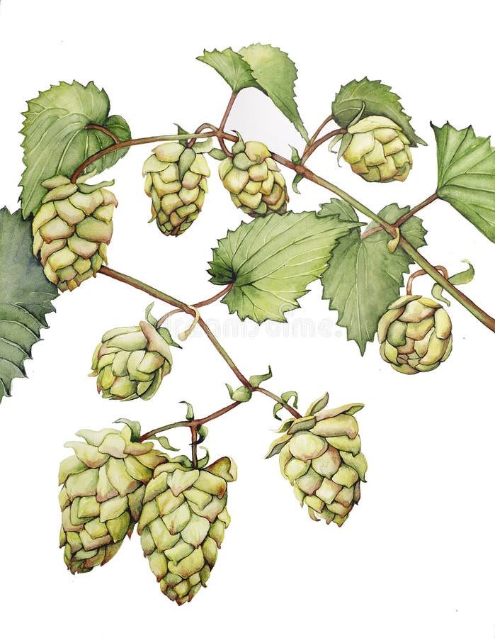 Luppolo illustrazione vettoriale. Illustrazione di dissipato - 26688781