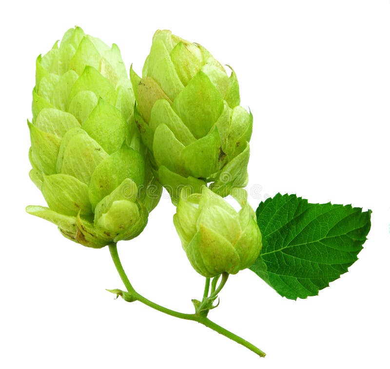 Luppoli isolati immagine stock. Immagine di cono, coltura - 10910533