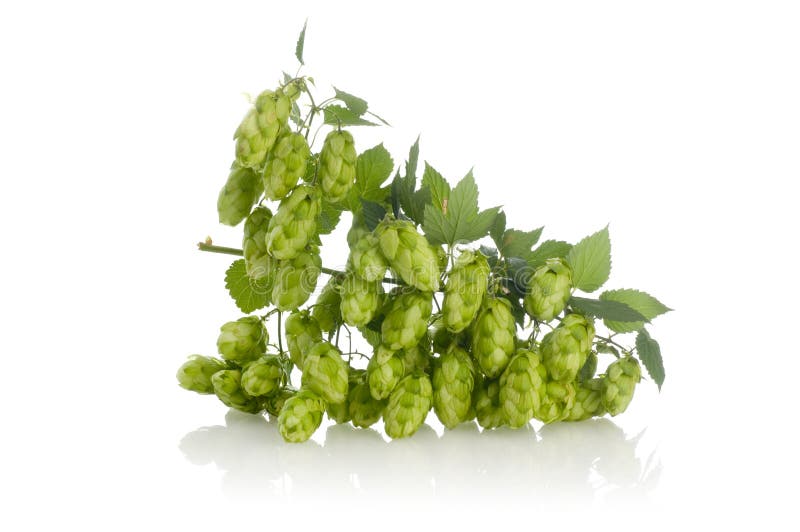 Luppoli dorati su bianco immagine stock. Immagine di prodotti - 39954273