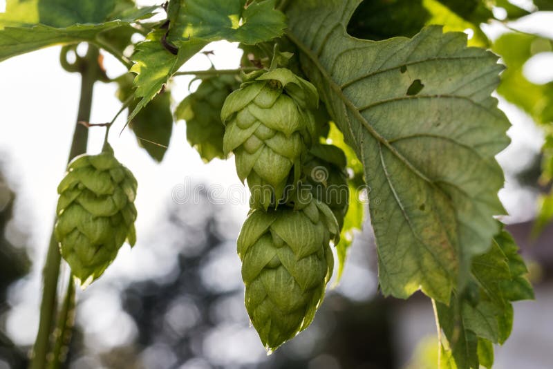 Luppoli immagine stock. Immagine di baviera, ecologico - 144324227