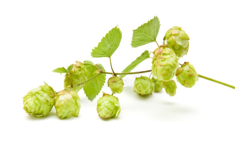 Fiori Di Humulus Lupulus, Inoltre Chiamati Luppolo Immagine Stock ...