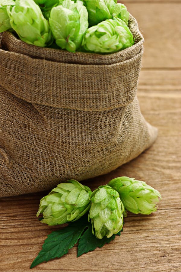 Luppoli in Sacco Della Tela Di Iuta Fotografia Stock - Immagine di ...