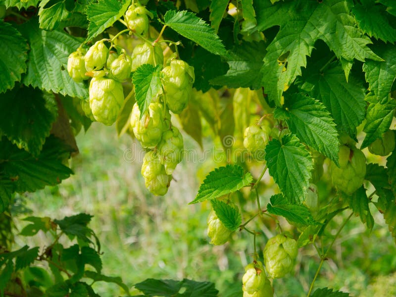 Luppoli selvatici maturi immagine stock. Immagine di sviluppo - 21196131