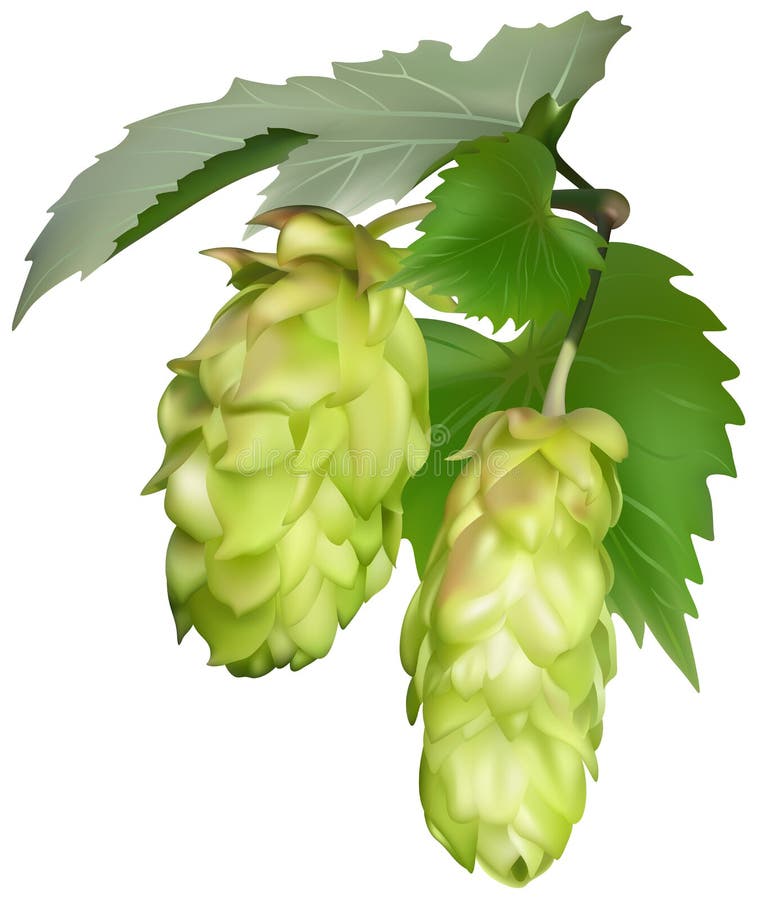 Luppolo illustrazione vettoriale. Illustrazione di fabbricazione - 17326162