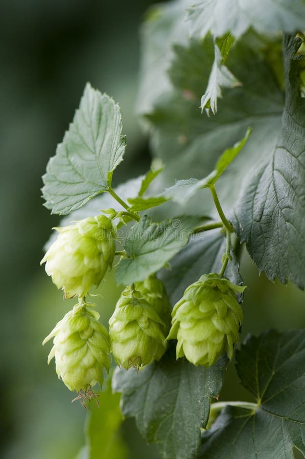 Luppolo fotografia stock. Immagine di autunno, ingrediente - 26160678
