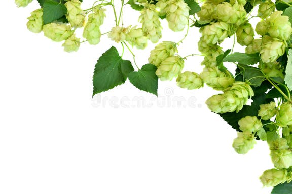 Luppolo; fotografia stock. Immagine di componente, verde - 63841534