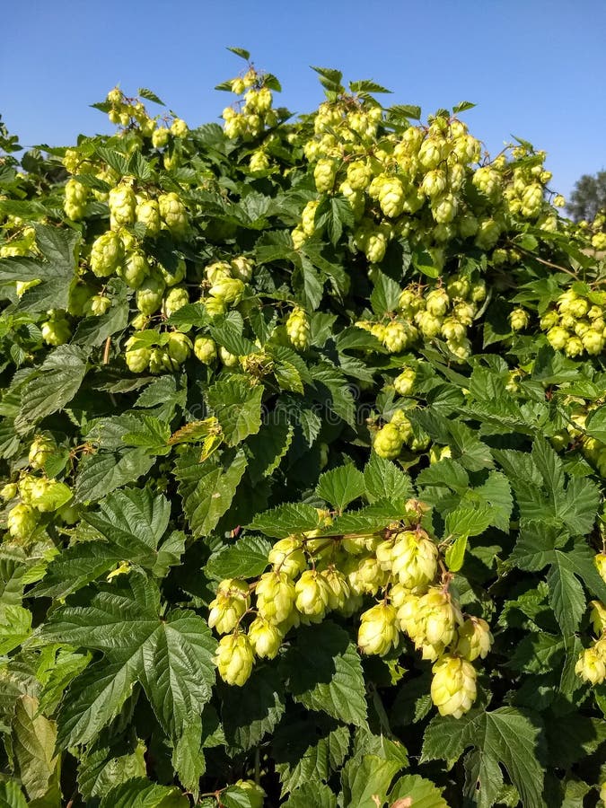 Luppolo Comune O Pianta Di Fioritura Rampicante Erbacea Perenne ...