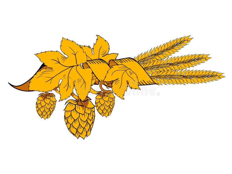 Luppolo Ed Illustrazione Di Vettore Dell'ornamento Dell'orzo ...