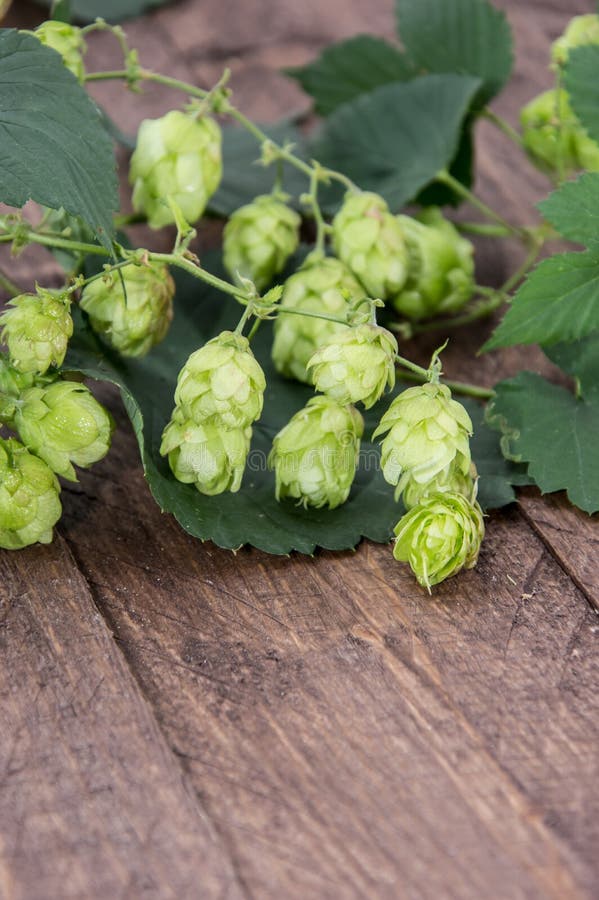 Luppolo (lupulus Del Humulus) Fotografia Stock - Immagine di filiale ...