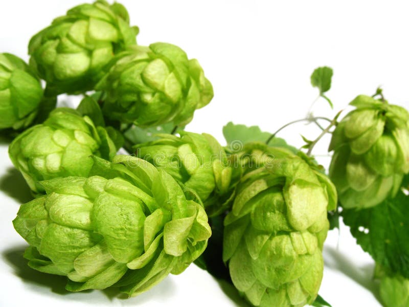 Luppolo-pianta fotografia stock. Immagine di alcool, cono - 6392606