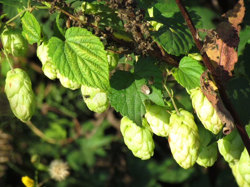 Luppolo selvatico fotografia stock. Immagine di erba - 91497308