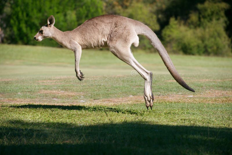 Lupulagem Masculina Forte Do Canguru Imagem de Stock - Imagem de ...