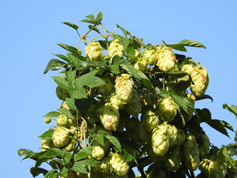 Lupulus in bindweed stock image. Image of fermentation - 126936217