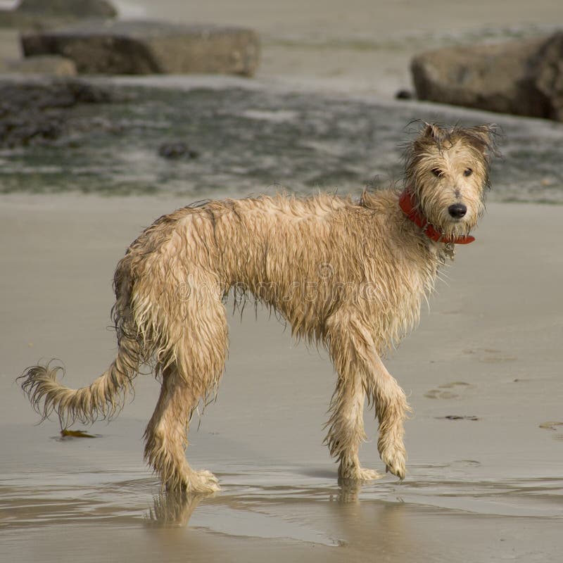 Lurcher puppy op strand stock afbeelding. Image of huisdier - 114861671