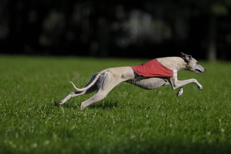 Greyhound lure coursing stock image. Image of sighthound - 13150185