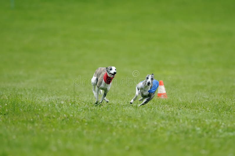 Lure coursing stock image. Image of greyhound, race, sighthound - 10996915