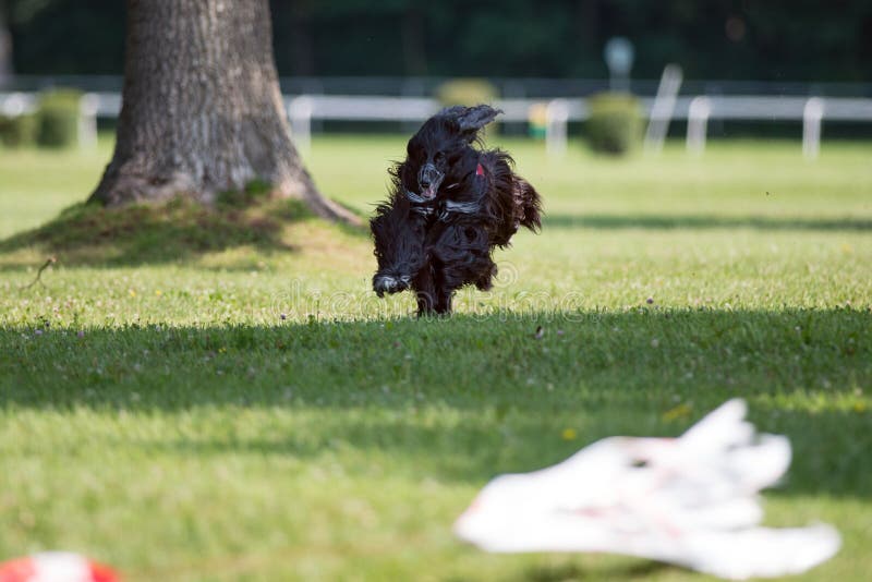 Lure coursing stock photo. Image of racing, chase, skill - 43185898