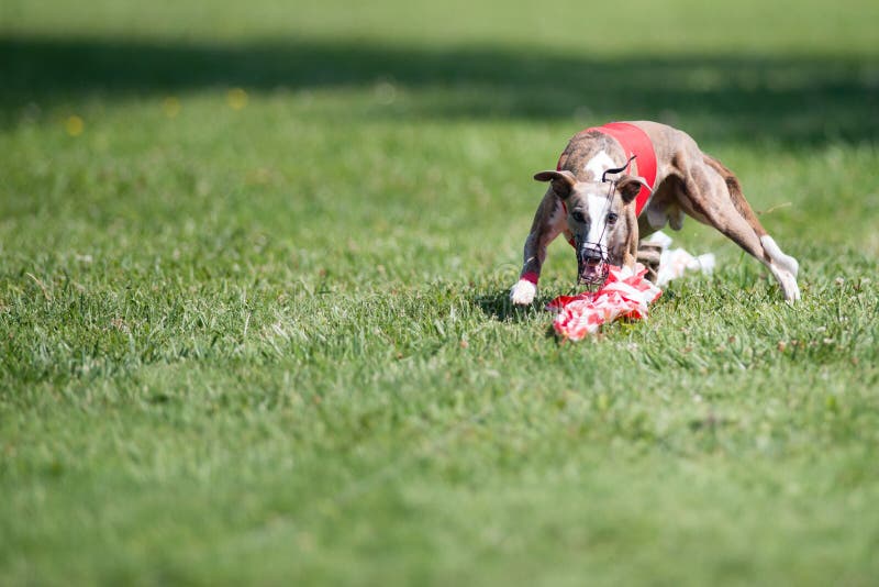 Lure coursing stock image. Image of rank, tail, speed - 43185987