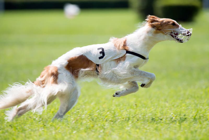 Lure coursing stock image. Image of pure, competition - 43186185