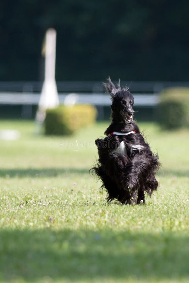 Lure coursing stock image. Image of racing, running, tail - 43185845