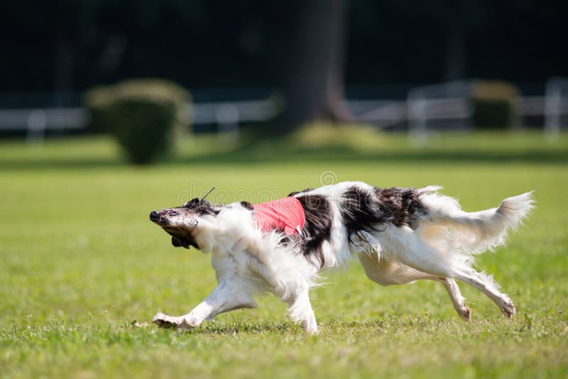 Lure coursing stock photo. Image of running, rage, pure - 43185856