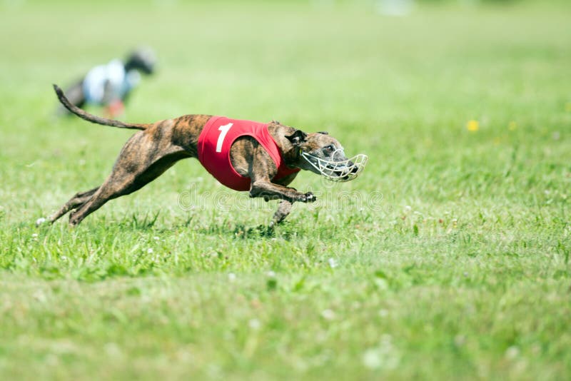 Lure coursing stock photo. Image of rank, animal, exercise - 43186032