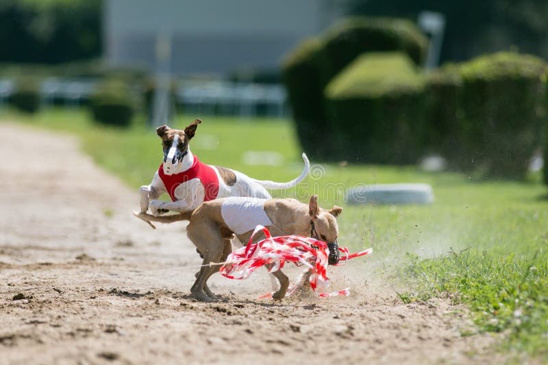 Lure coursing stock photo. Image of rank, animal, exercise - 43186032