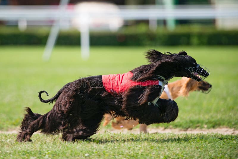 Lure coursing stock photo. Image of racing, chase, skill - 43185898