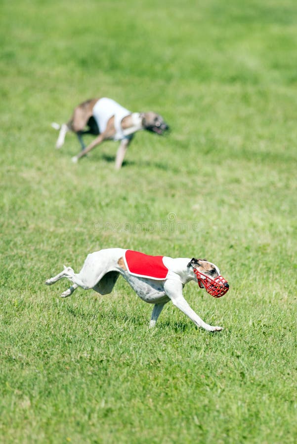 Lure coursing stock photo. Image of rank, animal, exercise - 43186032