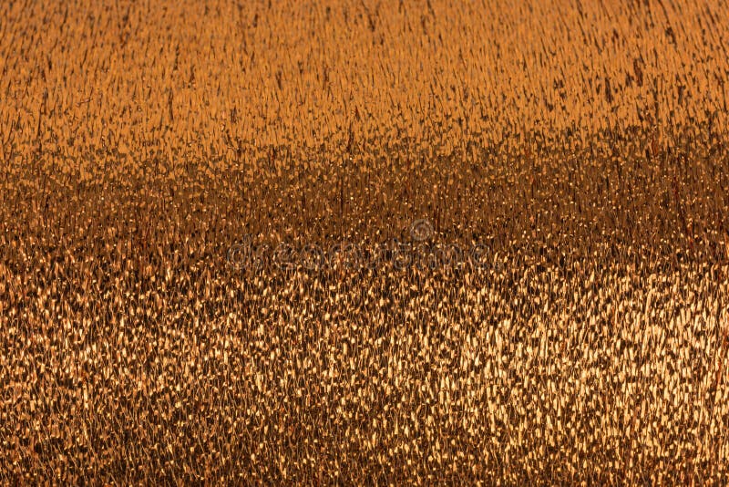 Bronze Lurex Stock Photos - Free & Royalty-Free Stock Photos from ...
