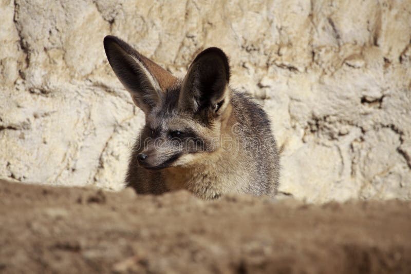 Lurking bat-eared Fox stock photo. Image of canid, wildlife - 13405122