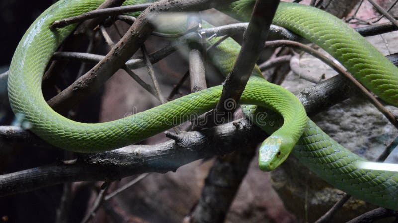 Lurking green snake stock image. Image of ears, earth - 148862787