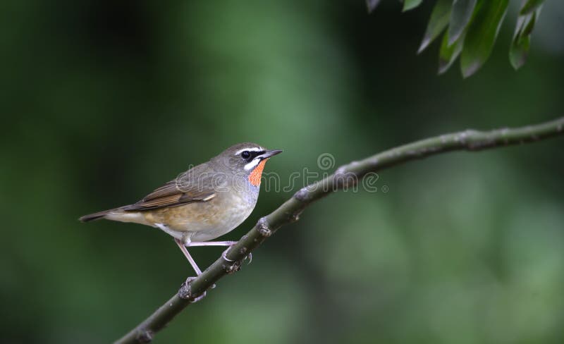 Luscinia calliope stock image. Image of trees, illustrations - 44827919