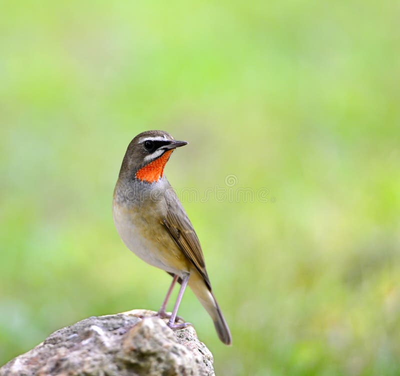 Luscinia calliope stock photo. Image of decoration, trees - 44828036