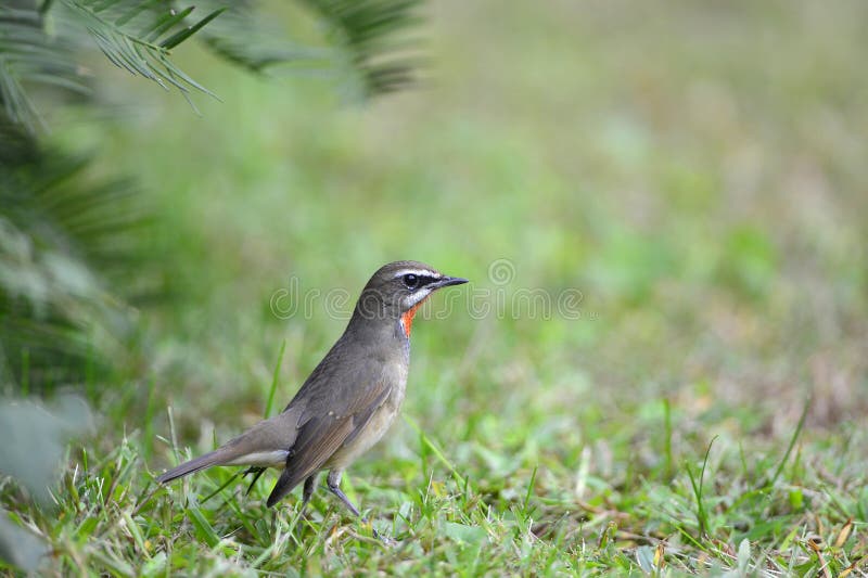 Luscinia calliope stock photo. Image of trees, wild, illustrations ...