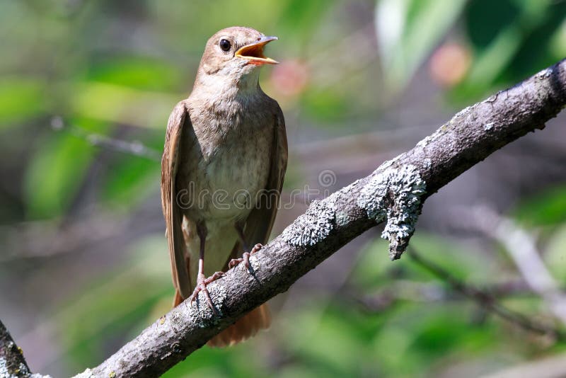Nightingale-Spirit of the Forest Stock Image - Image of beautiful, life ...
