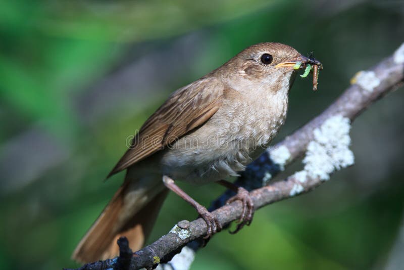 Luscinia Luscinia, Thrush Nightingale Stock Photo - Image of luscinia ...