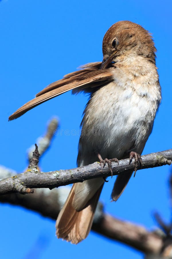 Luscinia Luscinia, Thrush Nightingale Stock Image - Image of tree ...