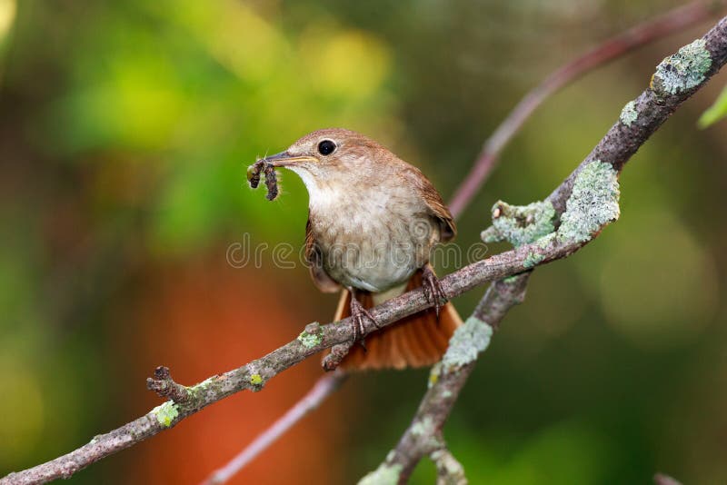 Luscinia Luscinia, Thrush Nightingale Stock Photo - Image of adult ...