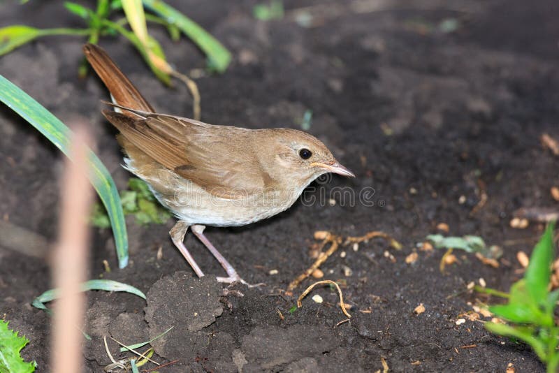 Luscinia Luscinia, Thrush Nightingale Stock Image - Image of habitat ...