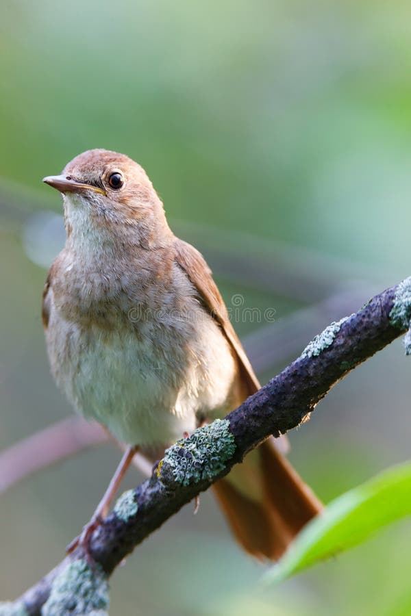 Thrush nightingale egg stock photo. Image of thrush - 134771278
