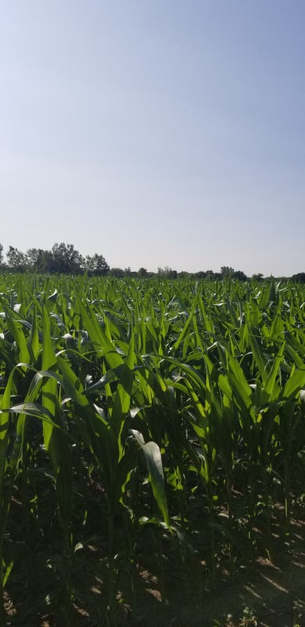 Luscious Green Corn Field in Indiana Stock Image - Image of luscious ...