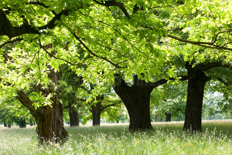 Luscious nature stock image. Image of shadow, branch - 40924303