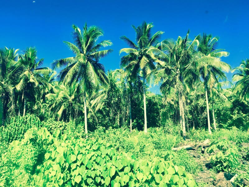 Samoa jungle stock photo. Image of samoa, trees, jungle - 114468666