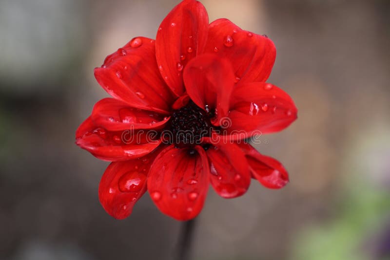 Luscious red stock image. Image of adventure, rain, water - 80236891
