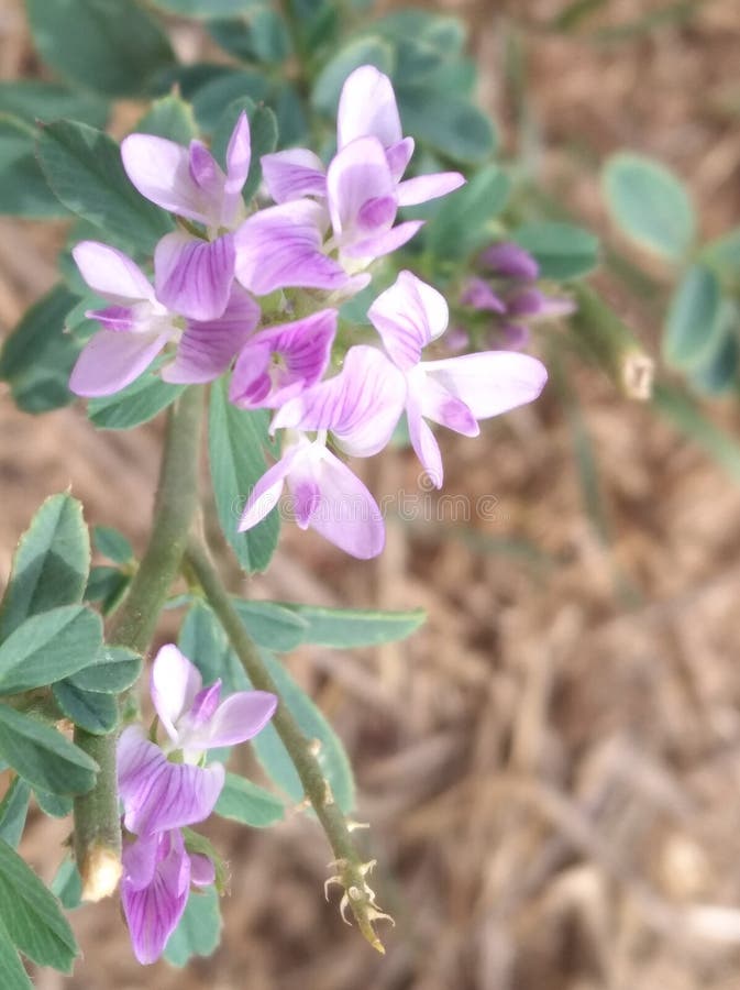 Lusern flower stock photo. Image of young, lusern, little - 109950934