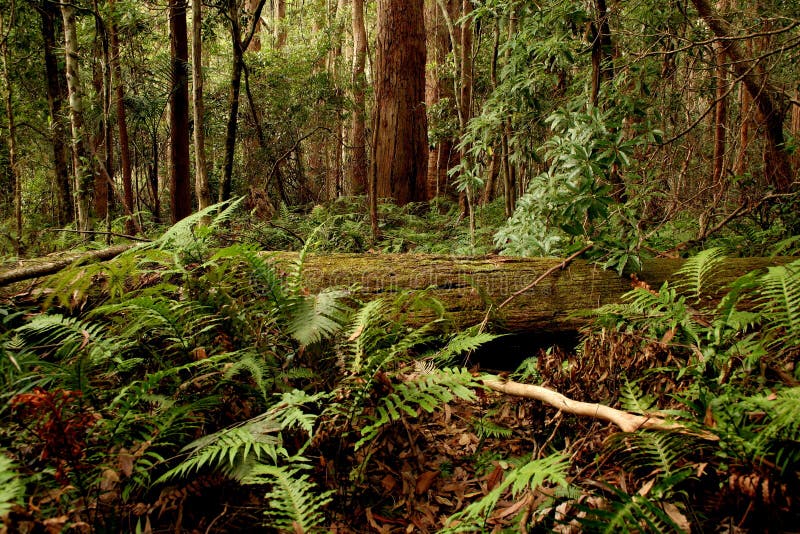Lush! stock image. Image of peaceful, vines, stones, forest - 922541