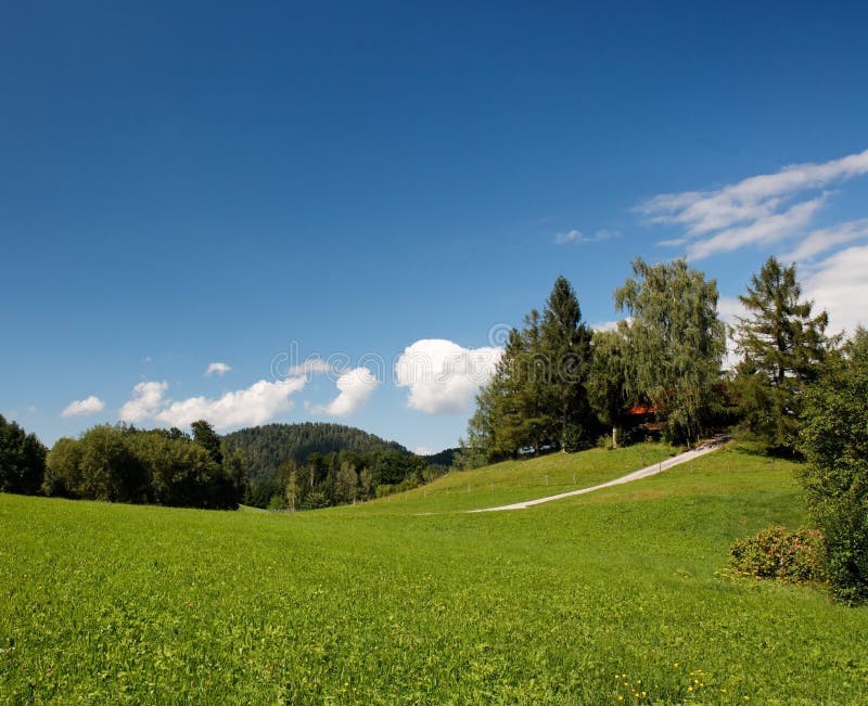 Lush Alpine Meadow in Summer Stock Image - Image of road, outdoor: 10059317
