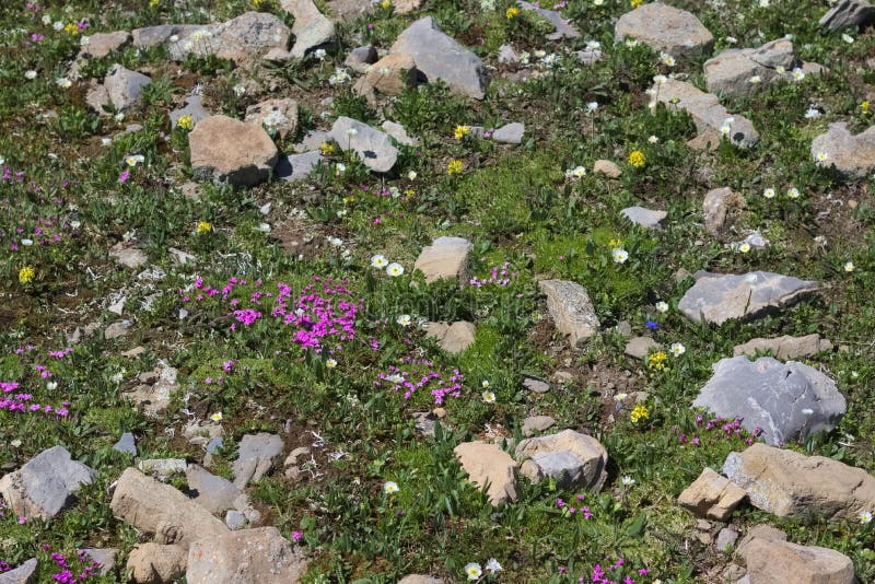 Lush Alpine Vegetation with Rocks and Green Grass Stock Photo - Image ...